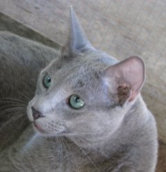 QFA | Queensland Feline Association | Cat of the Year Results