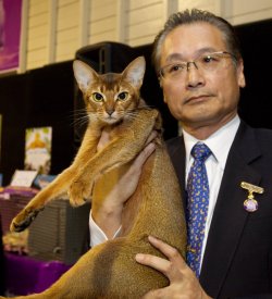 QFA | Queensland Feline Association | Cat of the Year Results